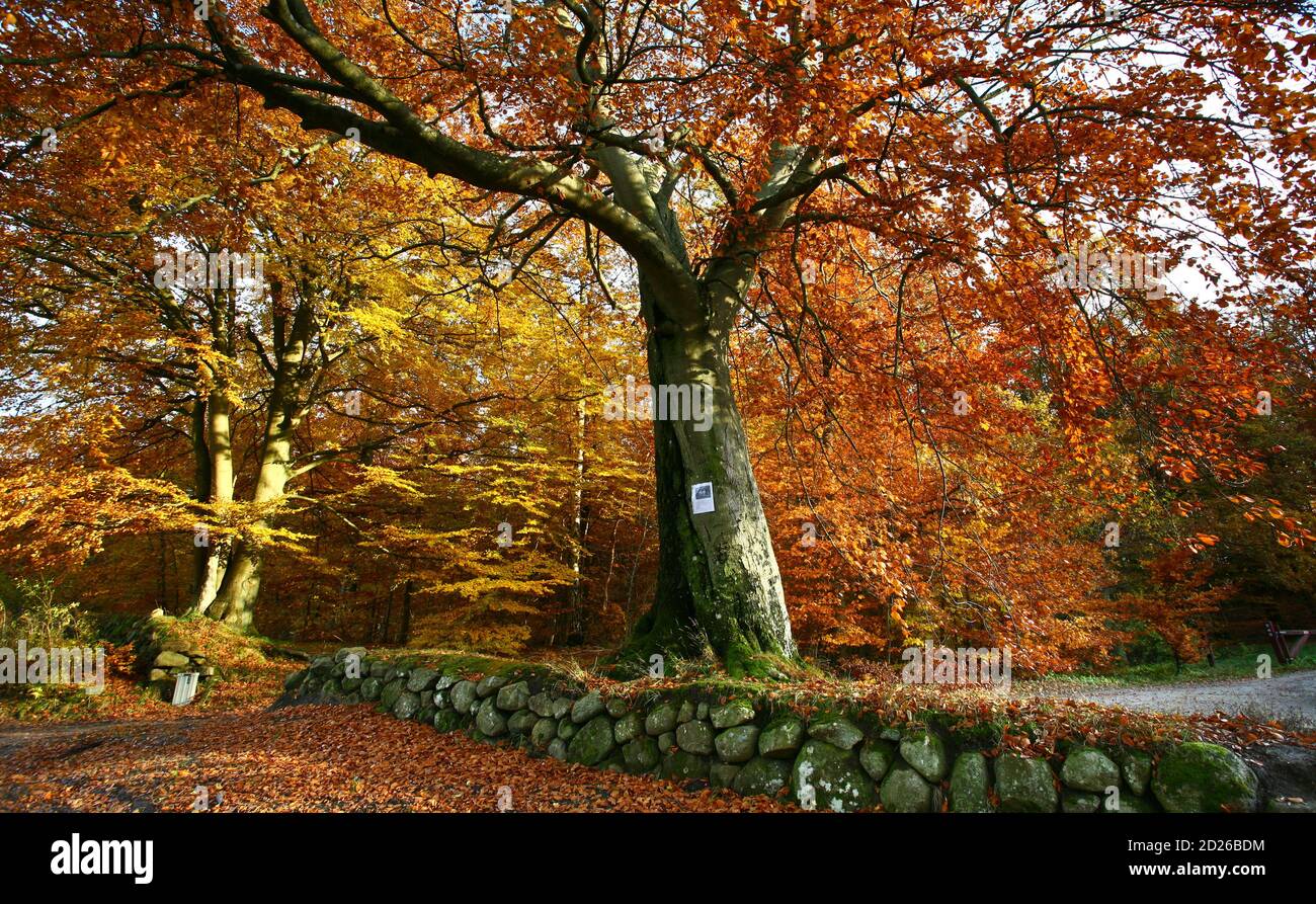 Alleroed hi-res stock photography and images - Alamy