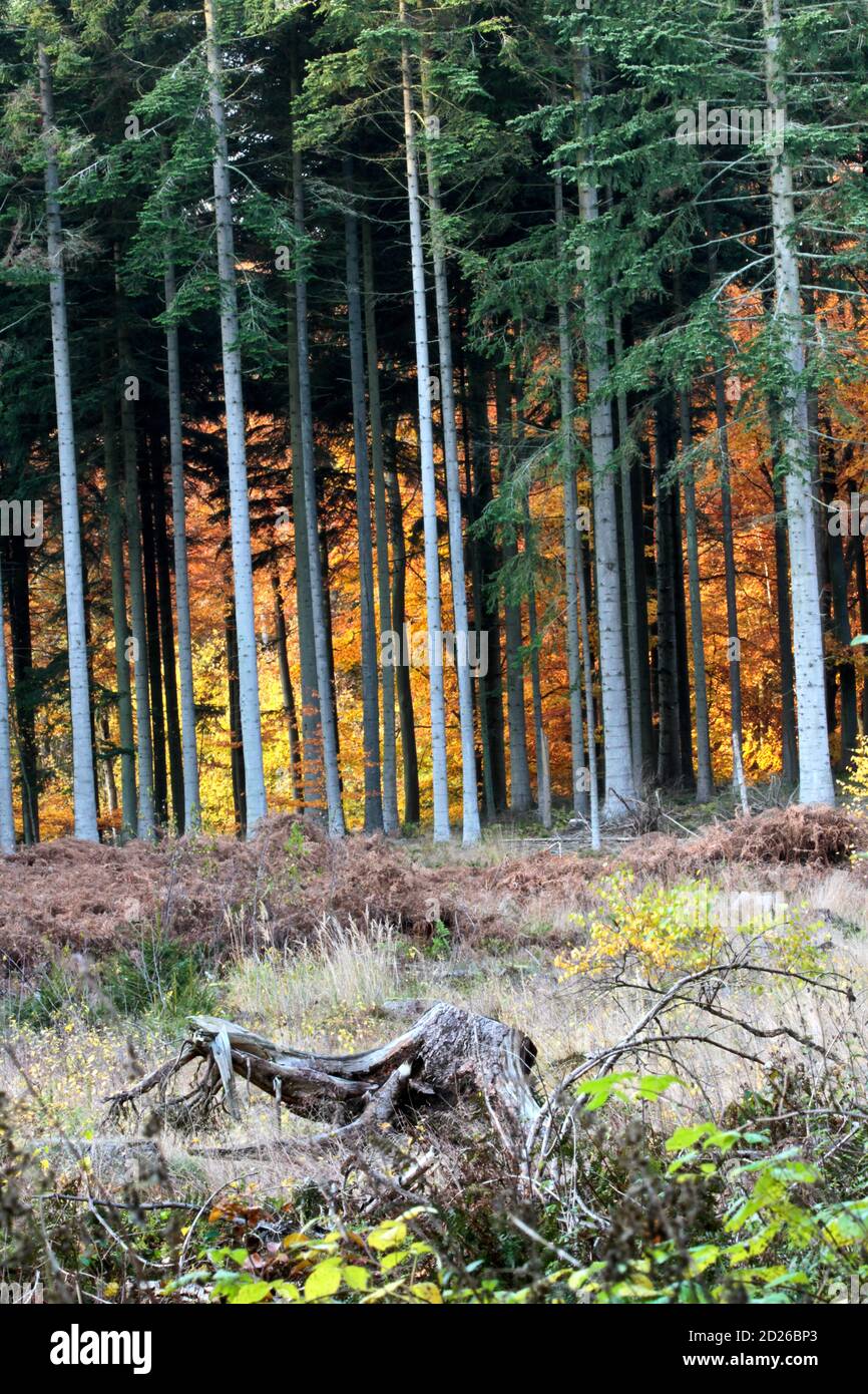 Ravnsholt Skov forest in Alleroed - Denmark in autumn Stock Photo - Alamy