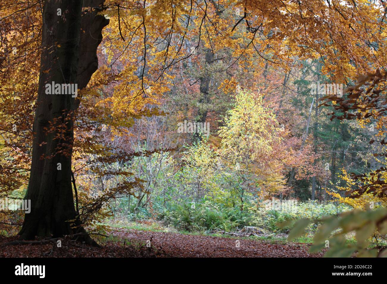 Alleroed hi-res stock photography and images - Alamy