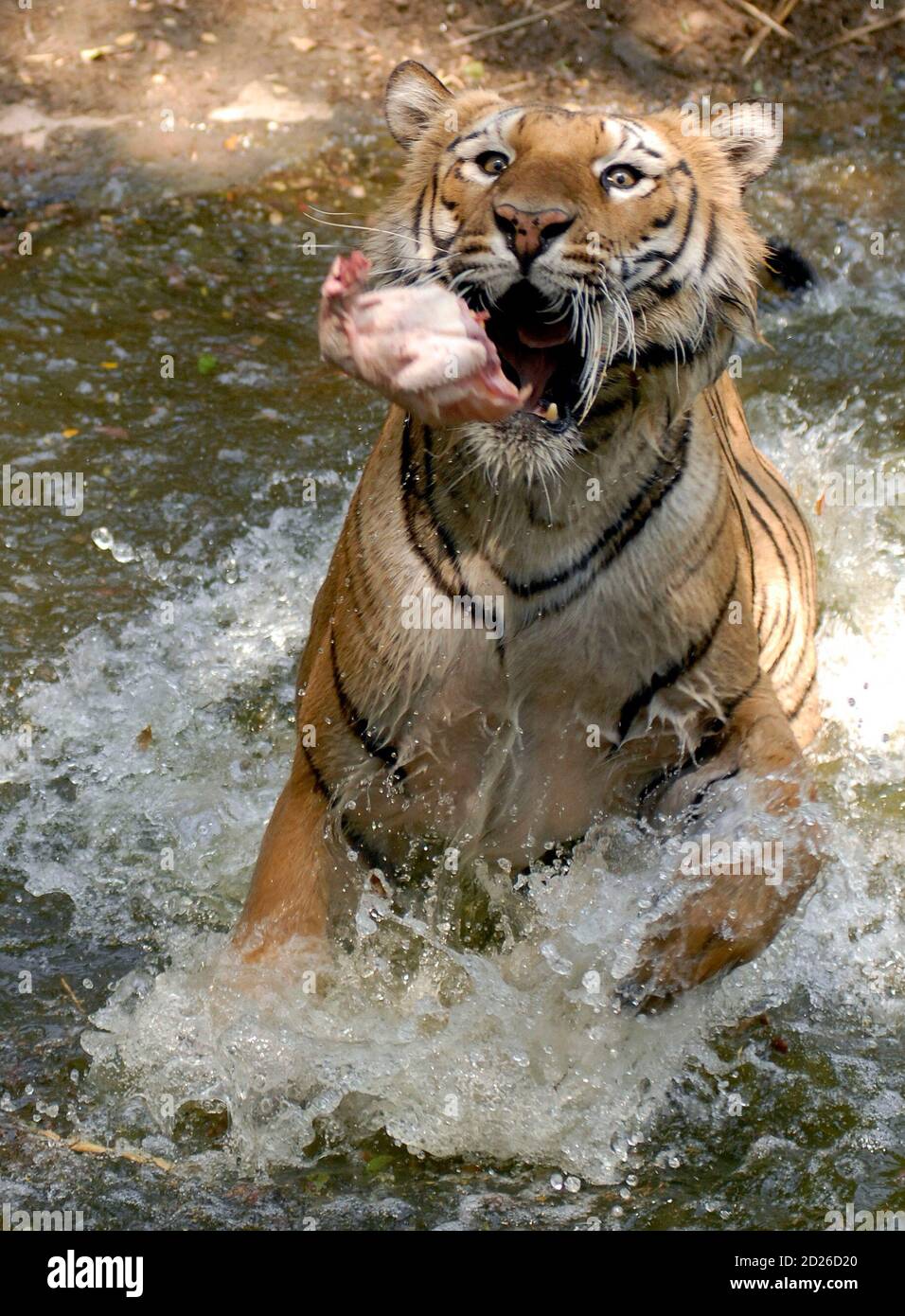 Bengal tiger food asia hi-res stock photography and images - Alamy