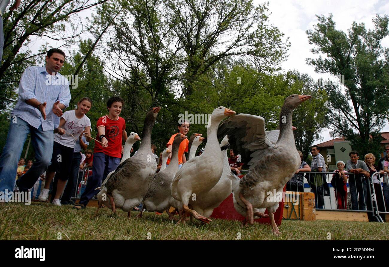 Geese are shepherded in a race during the first Hungarian foie gras ...