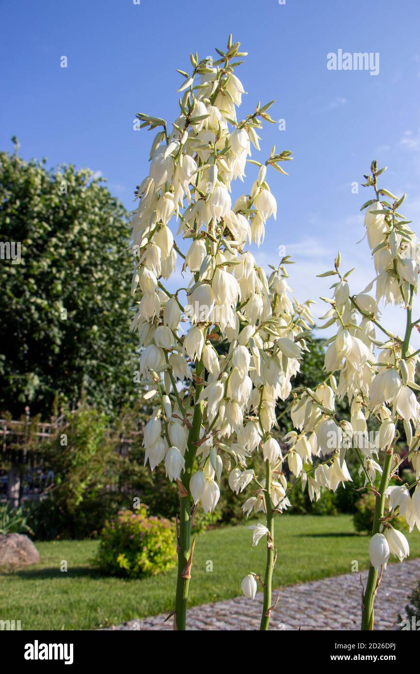 Decorative yucca, flowers in the backyard garden Stock Photo - Alamy