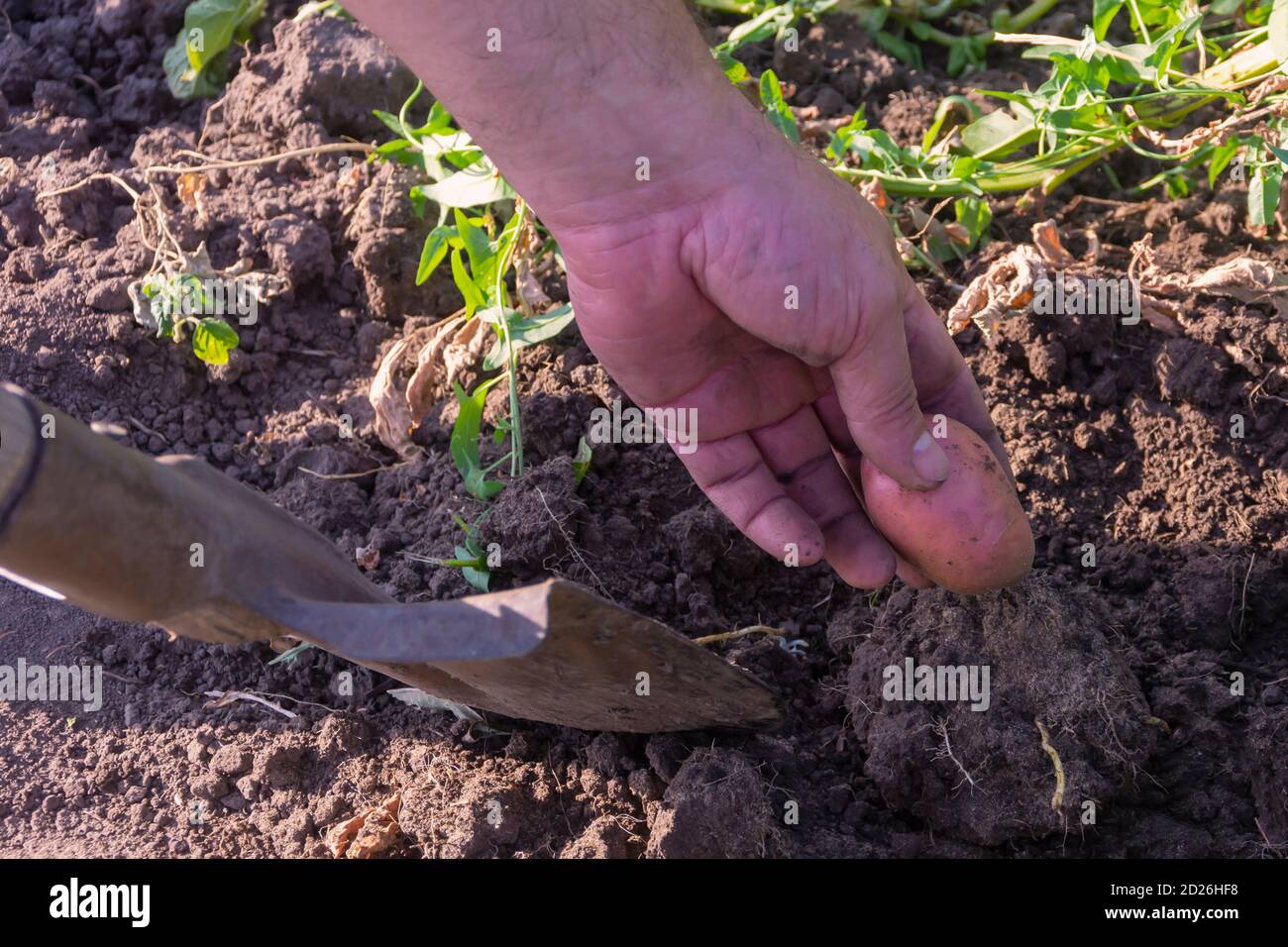 Hand digging hi-res stock photography and images - Alamy