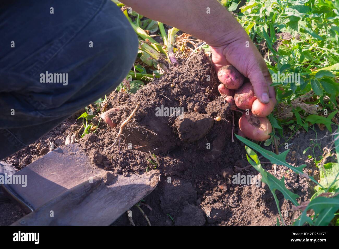 Hand digging hi-res stock photography and images - Alamy