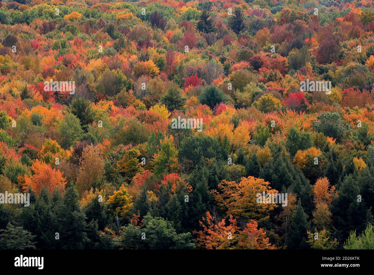 Colourful trees are seen during the fall in northern Vermont, USA ...