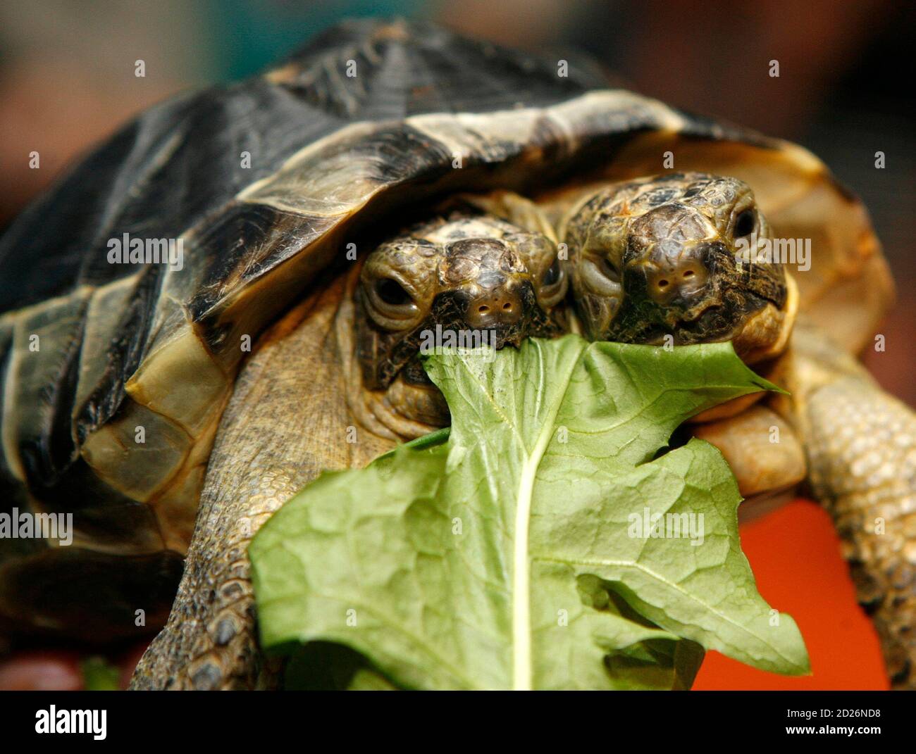 Two headed turtle hi-res stock photography and images - Alamy
