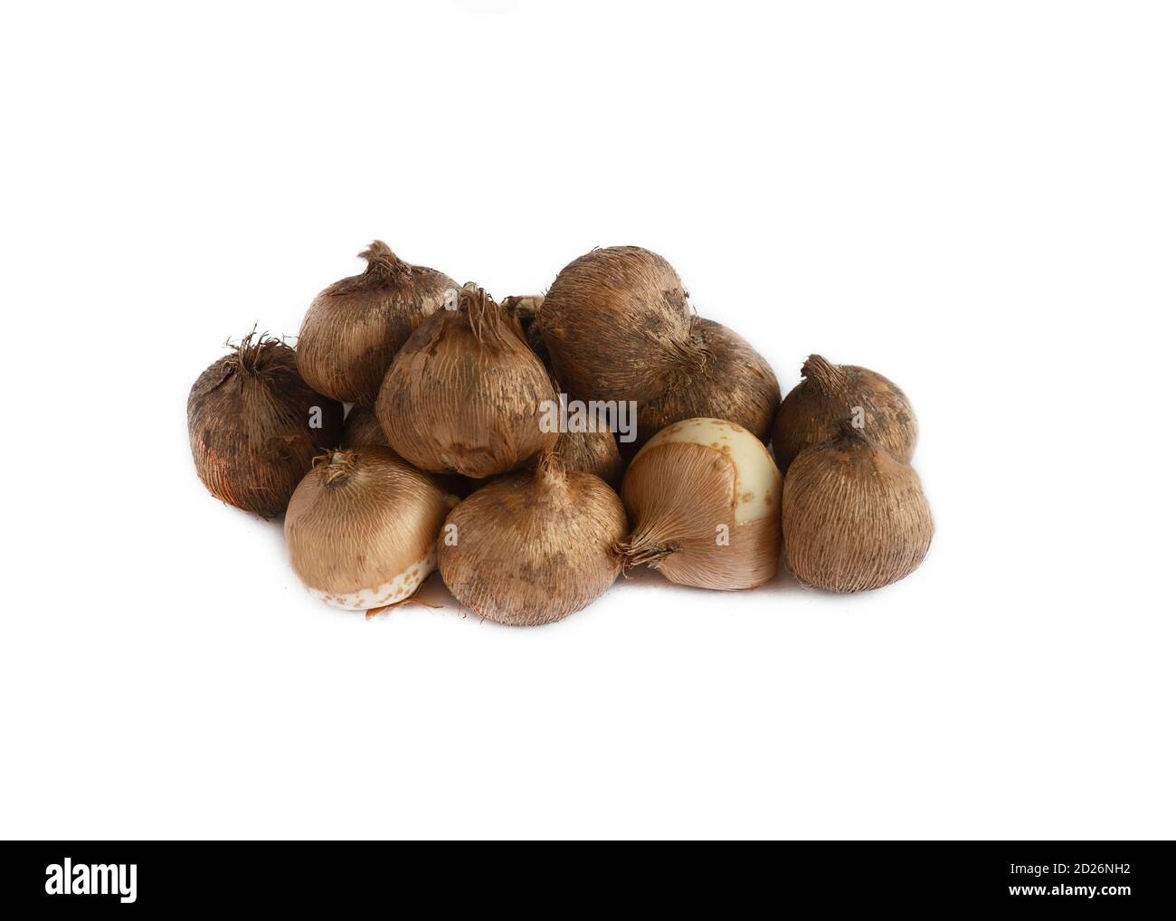 group of crocus bulbs ready to plant of a white isolated background ...