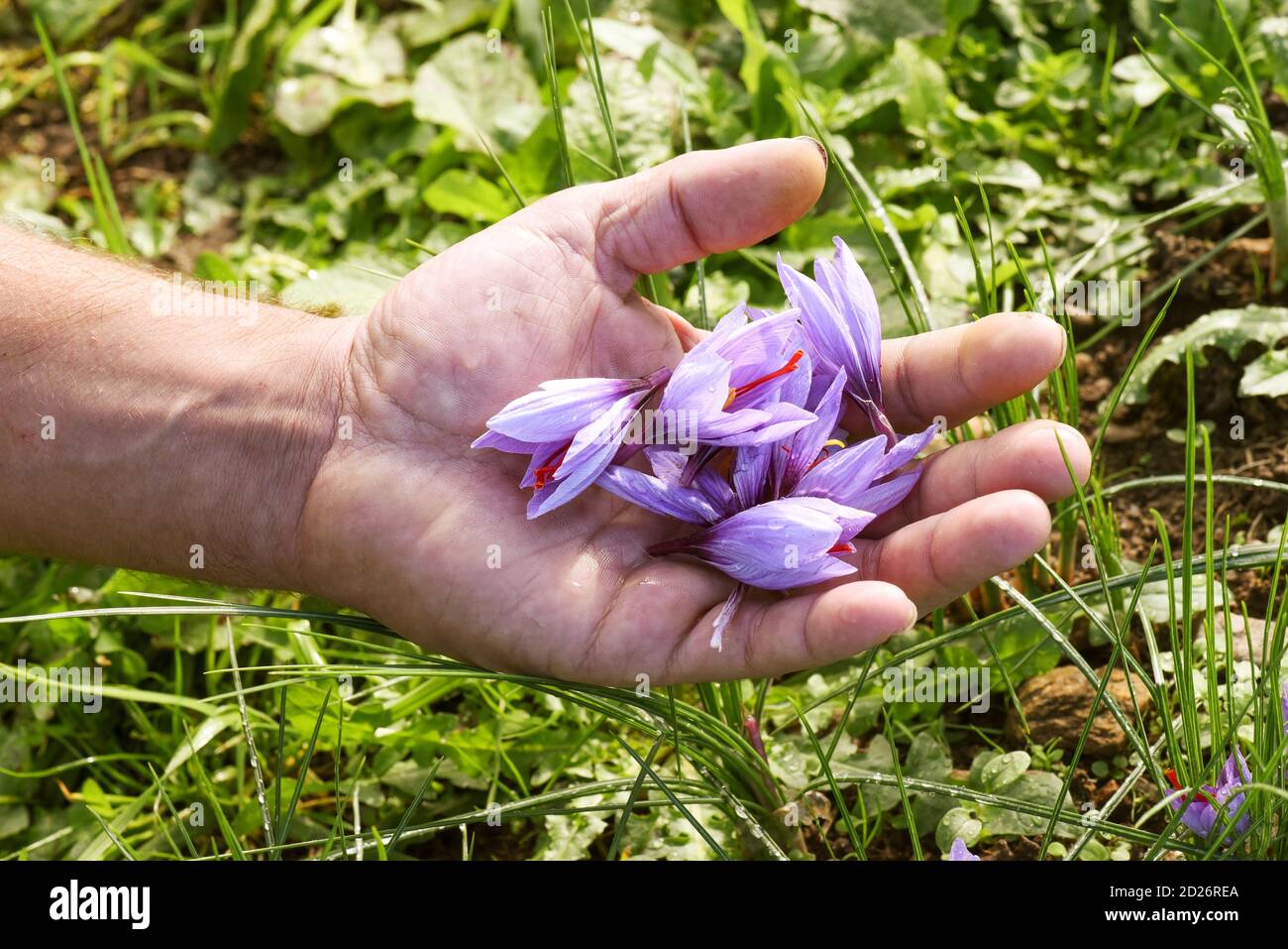 Hand picked saffron hi-res stock photography and images - Alamy