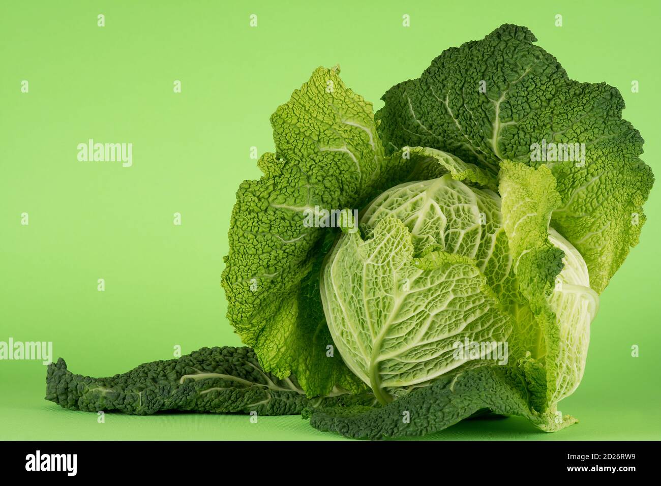 Savoy cabbage, tundra cultivar. Beautiful outer greenish-yellow ...
