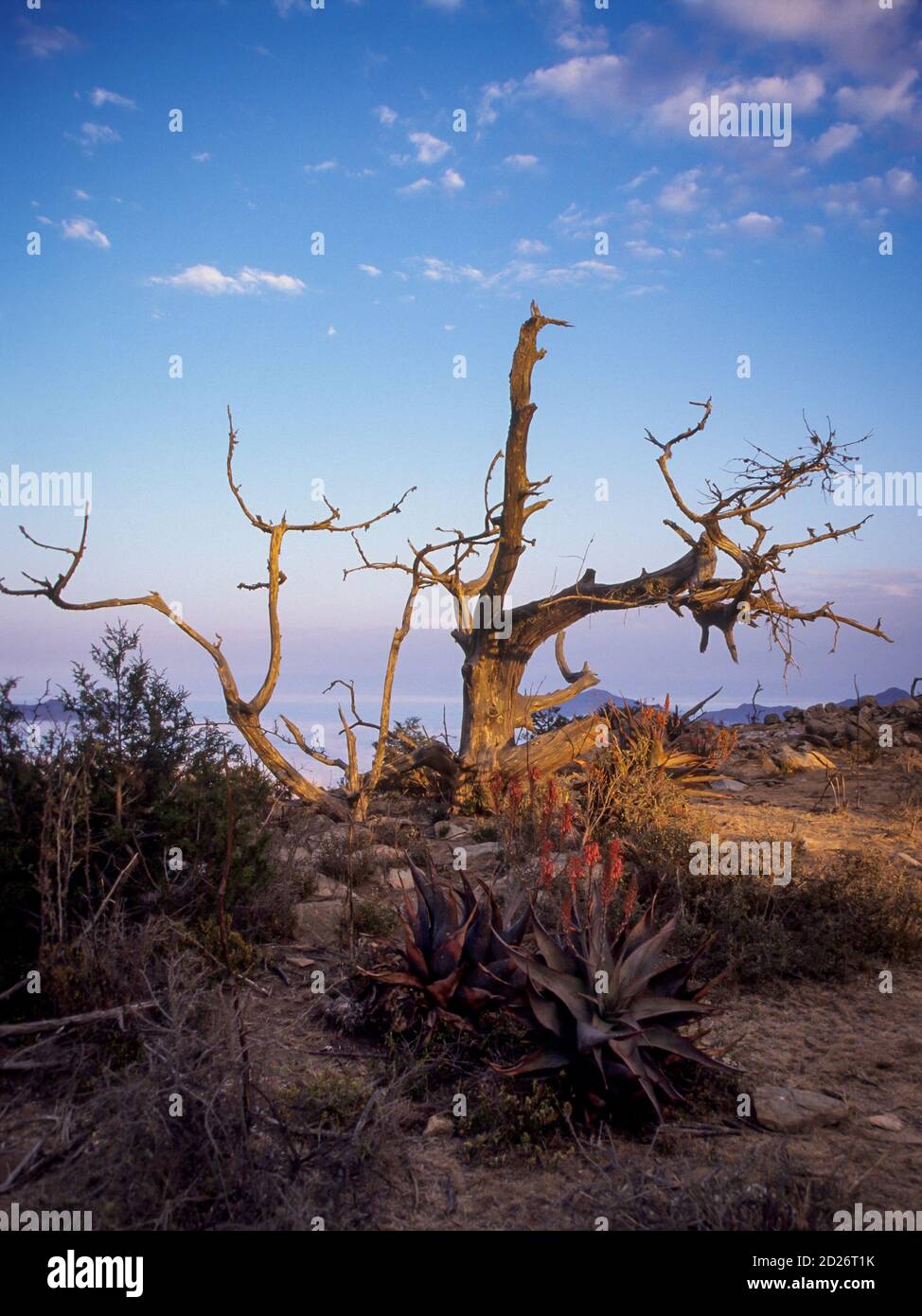 Dead tree's skeleton in the Ethiopian mountains Stock Photo - Alamy