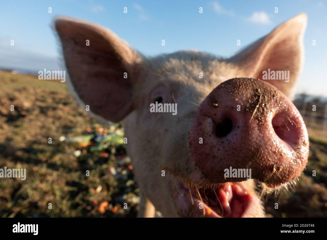 Happy pig hi-res stock photography and images - Alamy