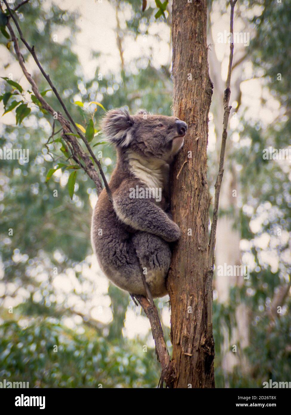 A koala on an eucalyptus tree on the lookout Stock Photo - Alamy