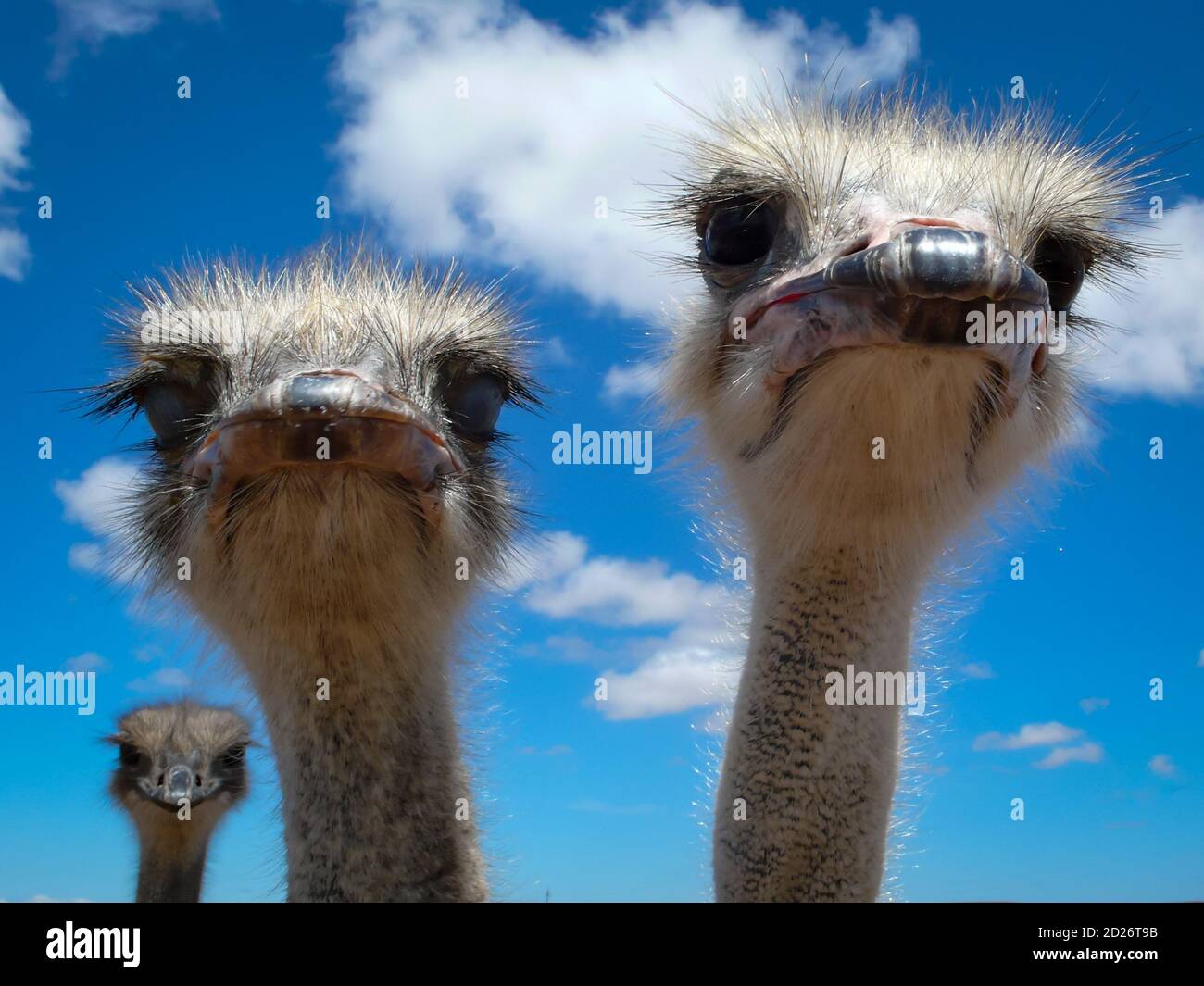 Happy birds hi-res stock photography and images - Alamy