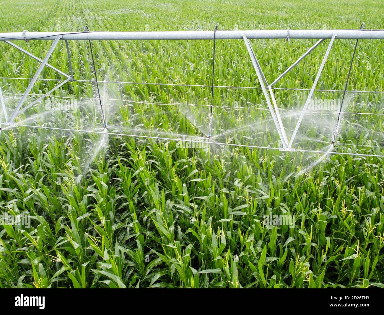 Automatic watering system on a corn field. Agro industry, agriculture ...