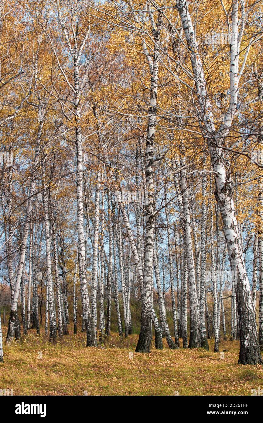 Birch tree grove hi-res stock photography and images - Alamy