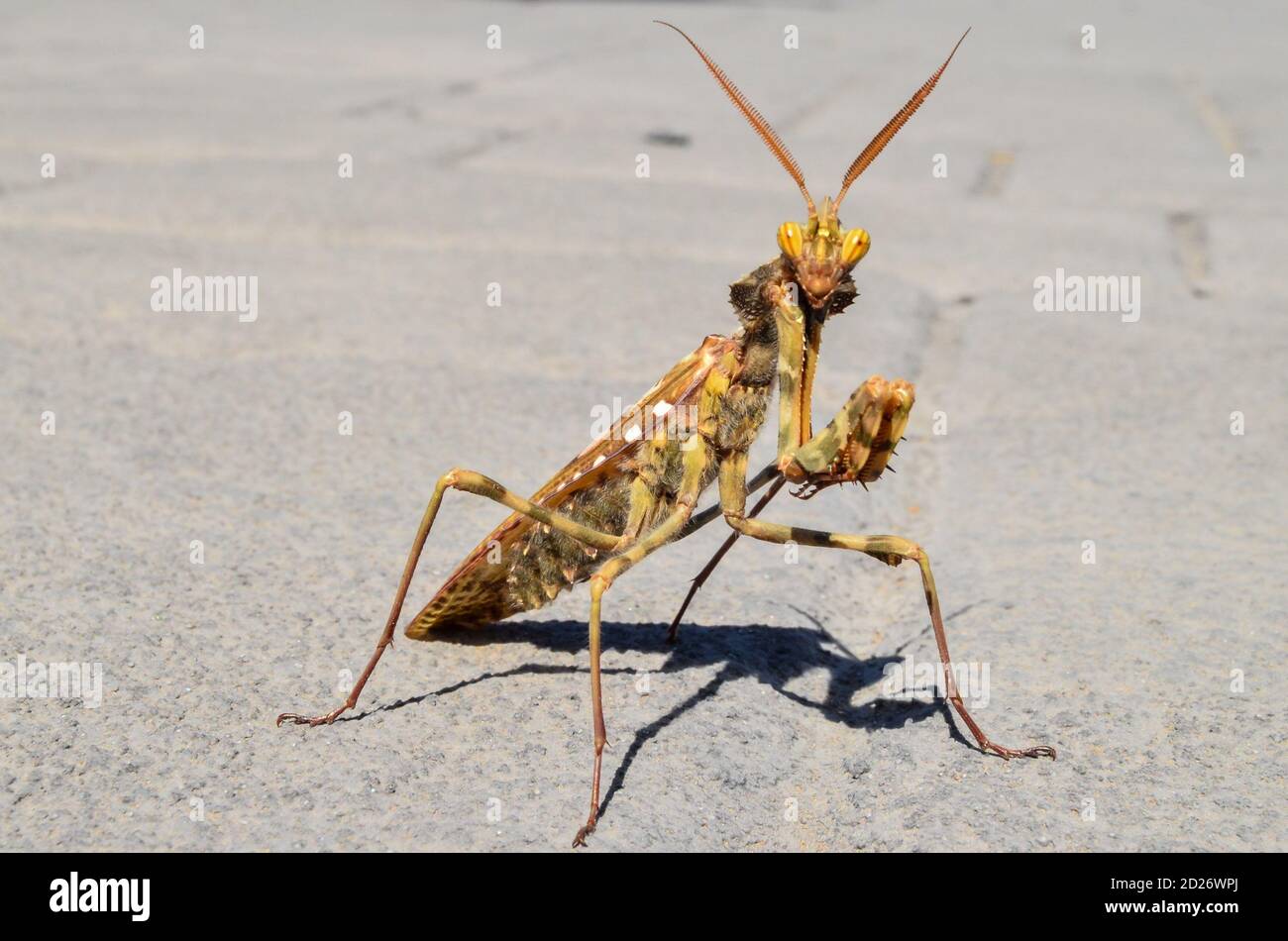 Insect Mantis Religiosa Stock Photo - Alamy