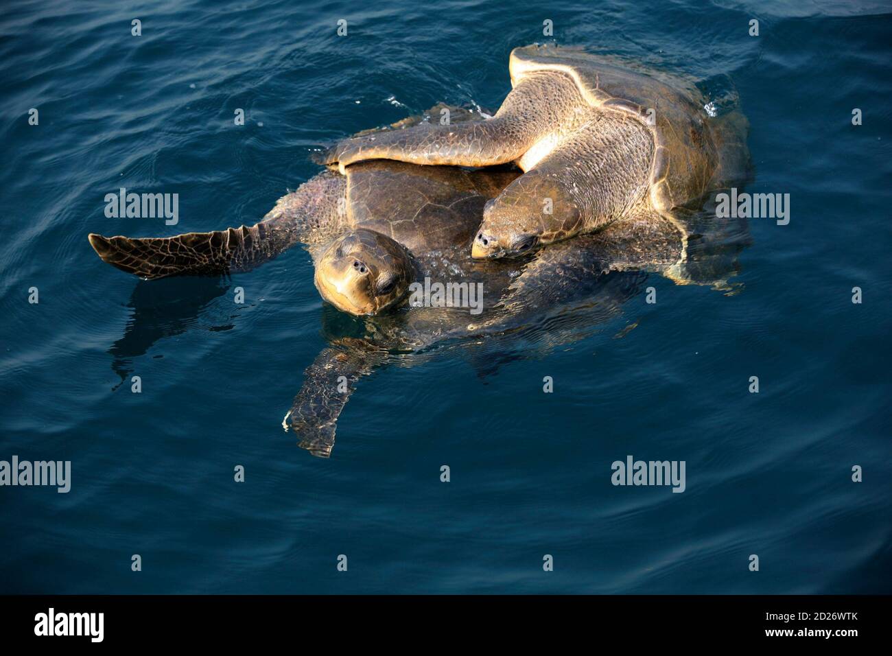 Olive ridley sea turtles india hi-res stock photography and images - Alamy