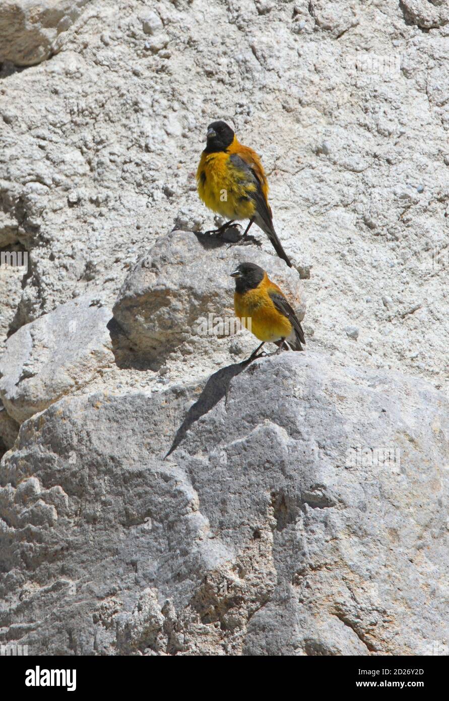 Cliff finch hi-res stock photography and images - Alamy