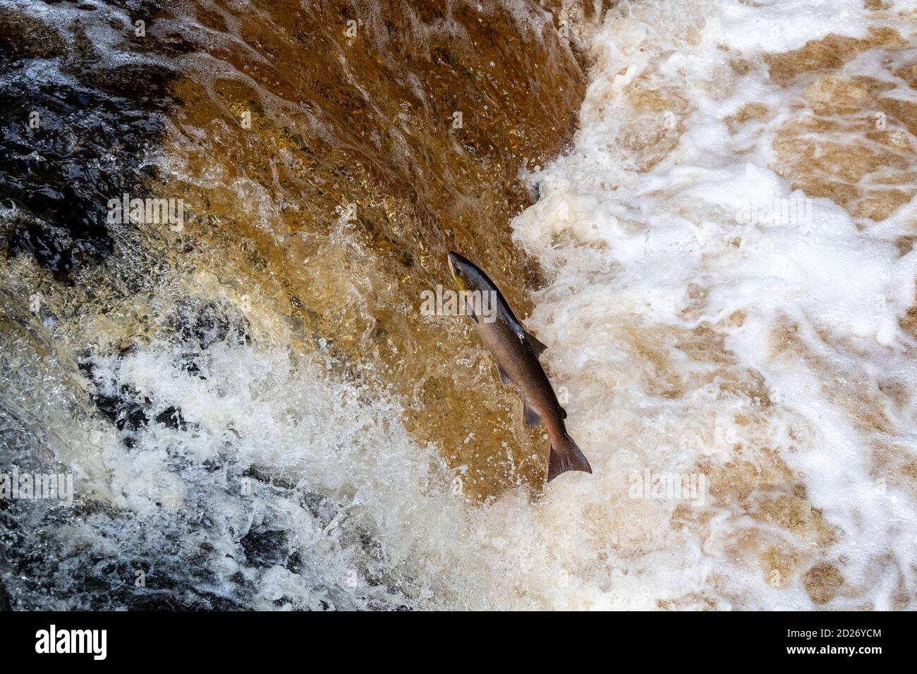 Atlantic salmon leaping up river hi-res stock photography and images ...