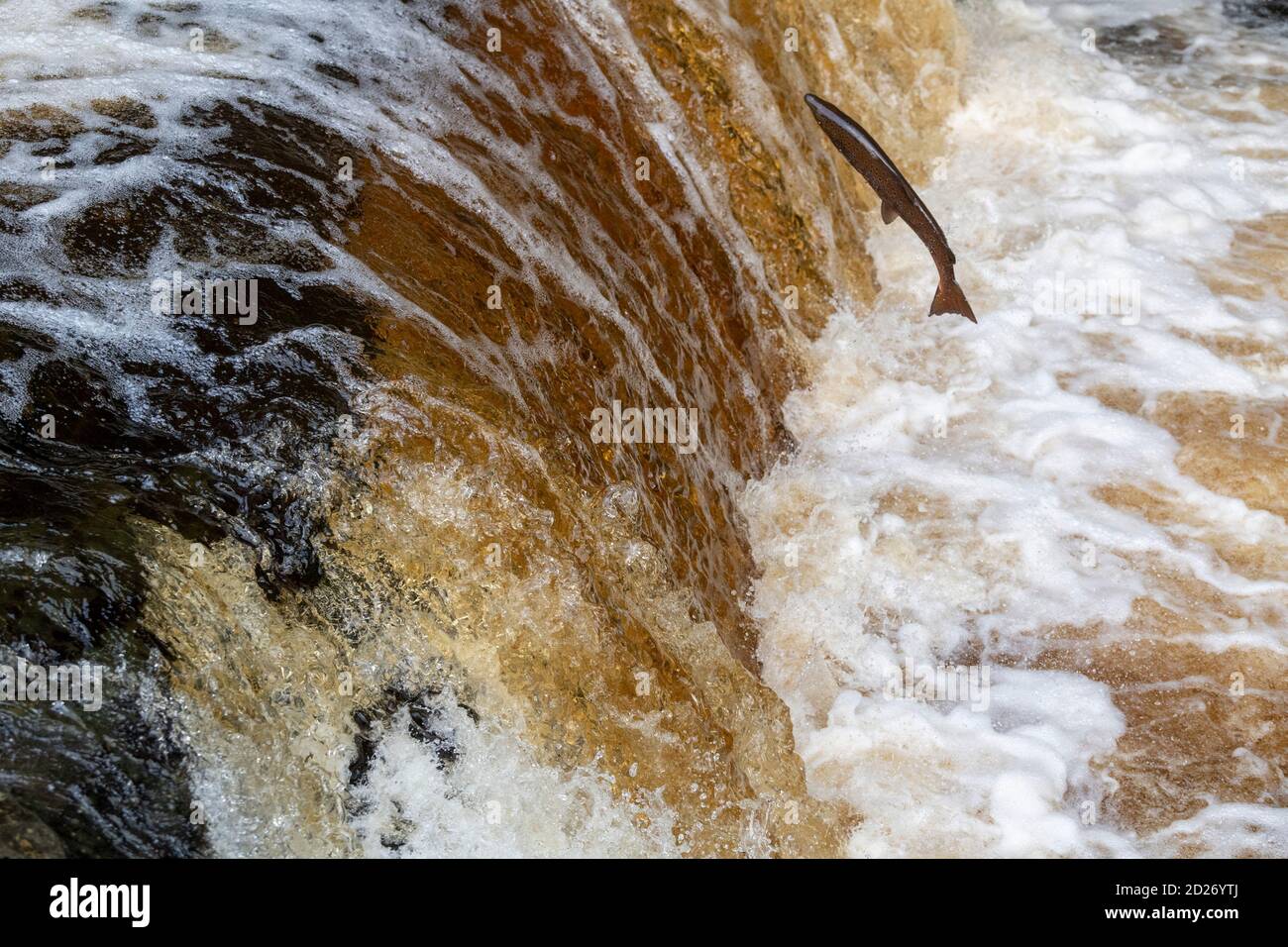 Atlantic salmon leaping up river hi-res stock photography and images ...