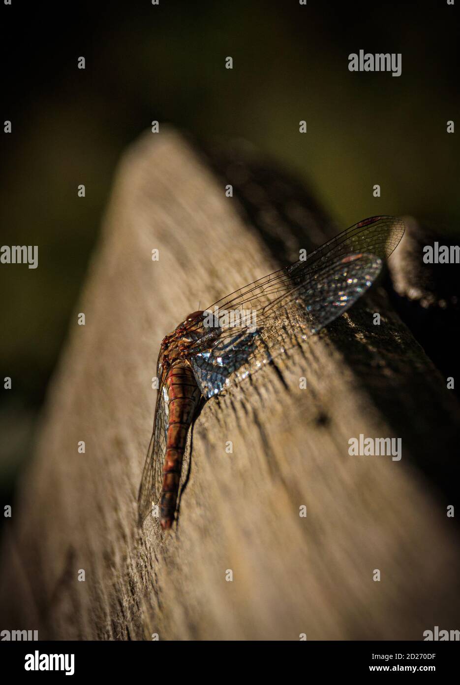 Insekten macro hi-res stock photography and images - Alamy