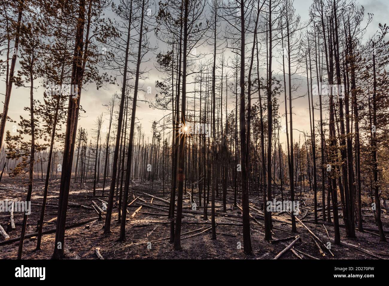 Burnt pine forest after the Trap Creek fire north of Stanley, Idaho in ...