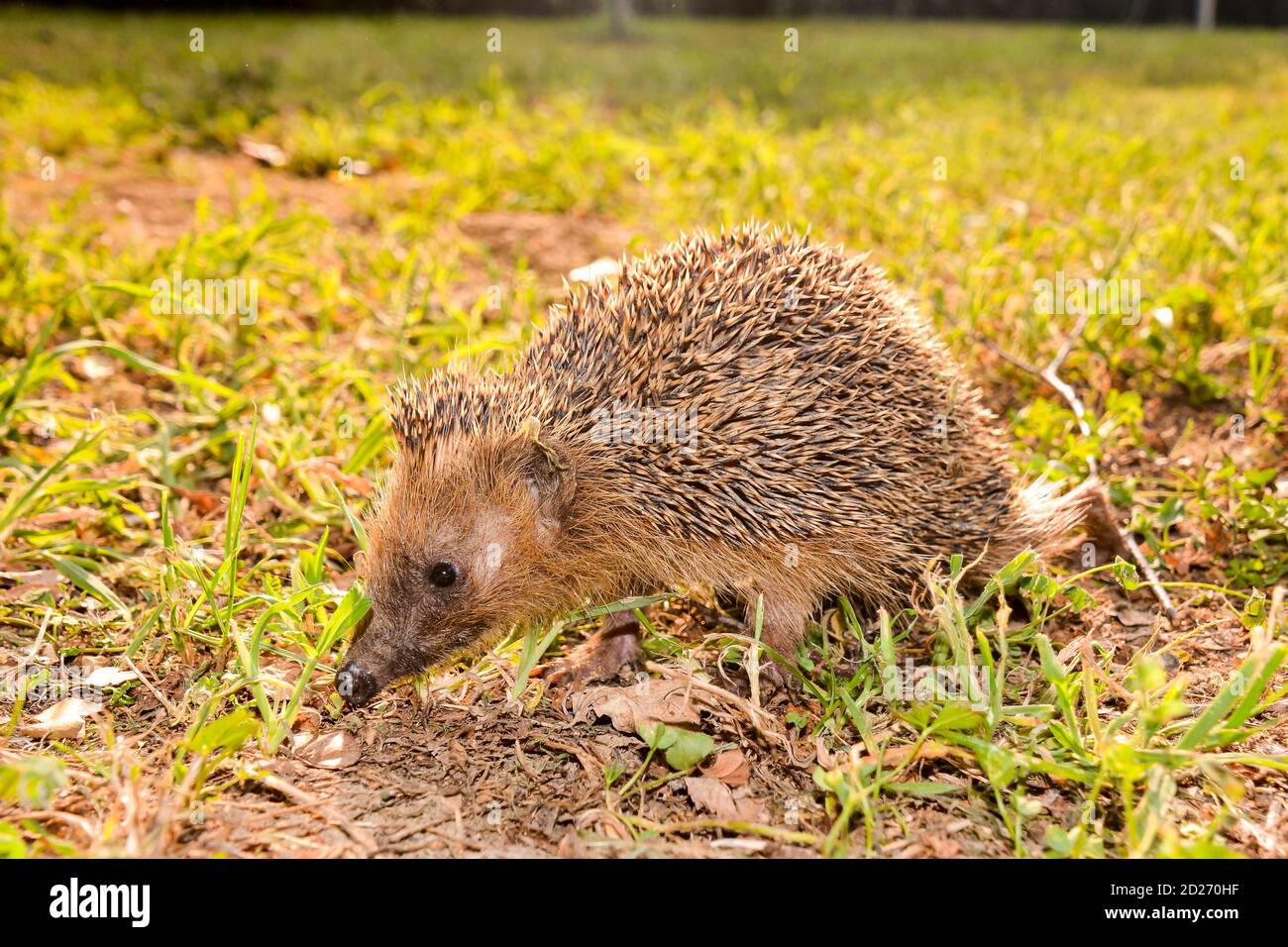 European Hedgehog Mammal Animal Stock Photo - Alamy