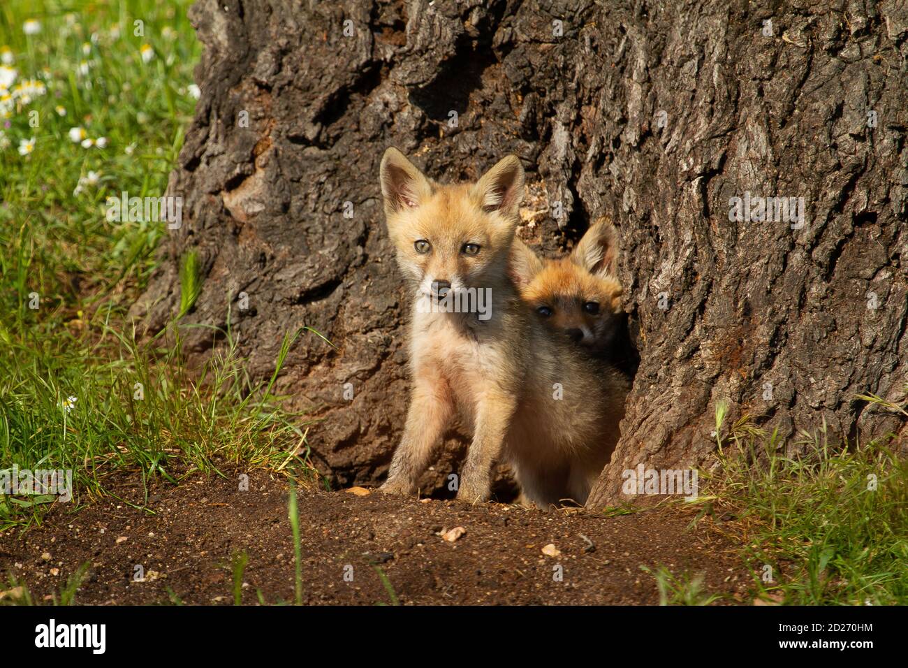 Cute little red foxes hiding by a tree Stock Photo - Alamy