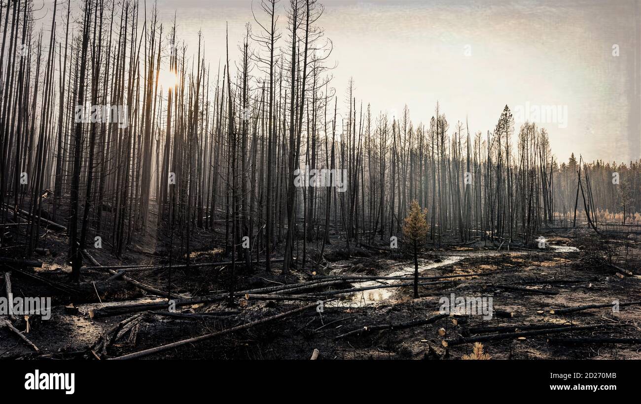 Burnt pine forest after the Trap Creek fire north of Stanley, Idaho in ...