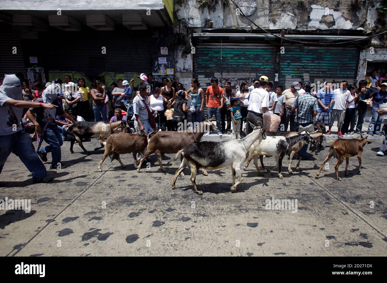 Animal de guatemala hi-res stock photography and images - Alamy