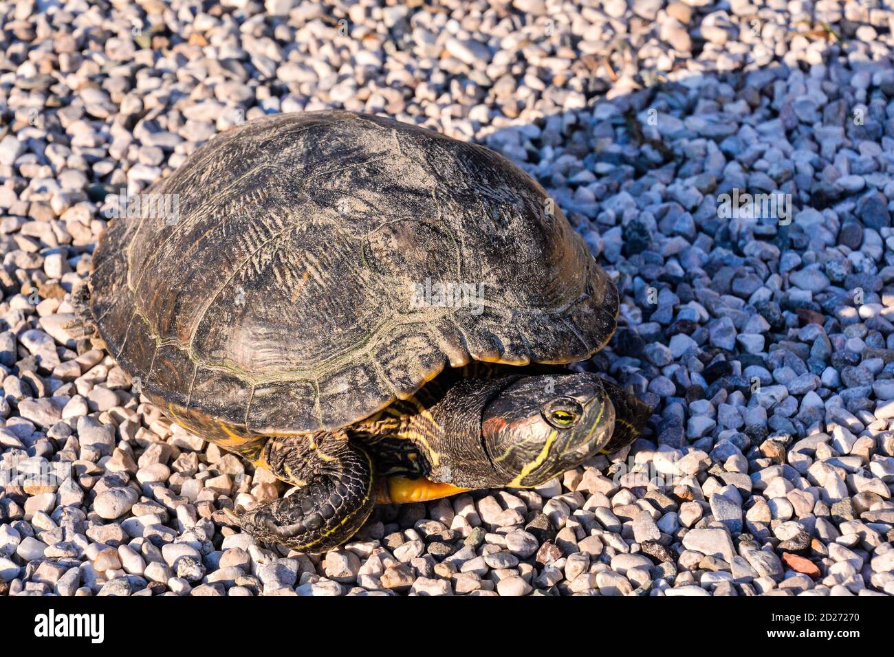 Trachemys Scripta Elegans Tortoise Stock Photo - Alamy