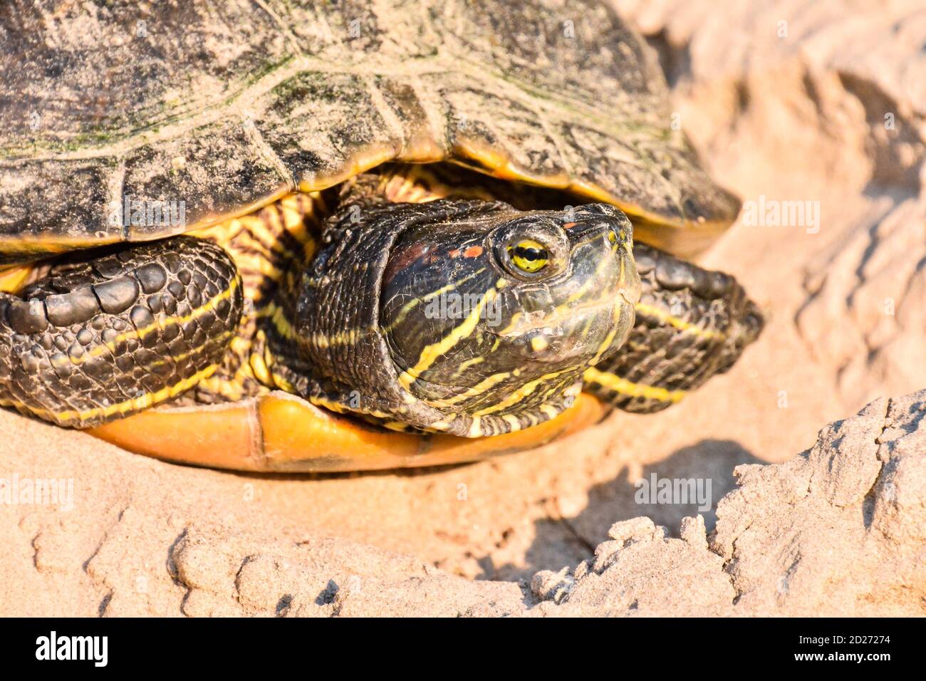 Trachemys Scripta Elegans Tortoise Stock Photo - Alamy