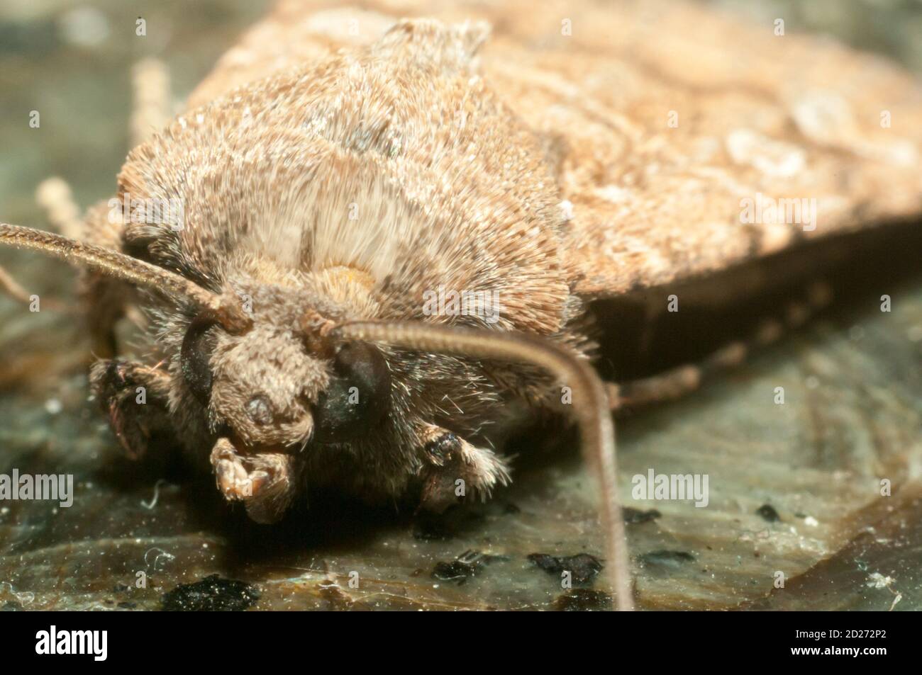 Night Insect Brown Moth Stock Photo - Alamy