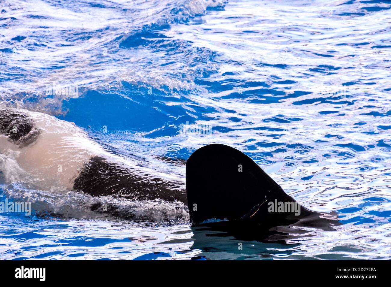 Mammal Orca Killer Whale Fish Stock Photo - Alamy
