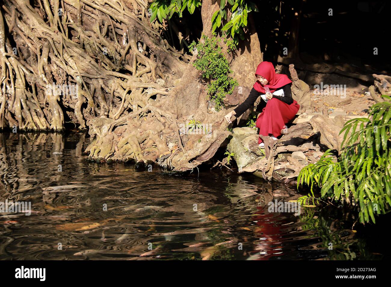 portrait of an asian woman feeding fish in a pond. holiday in koi fish ...