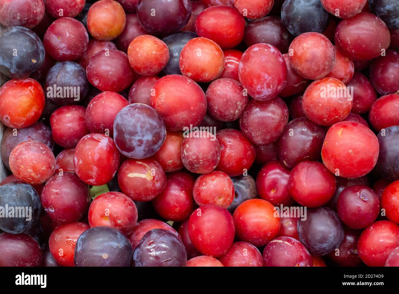 Many red plums close-up, backdrop background. Harvest red plum, farm ...