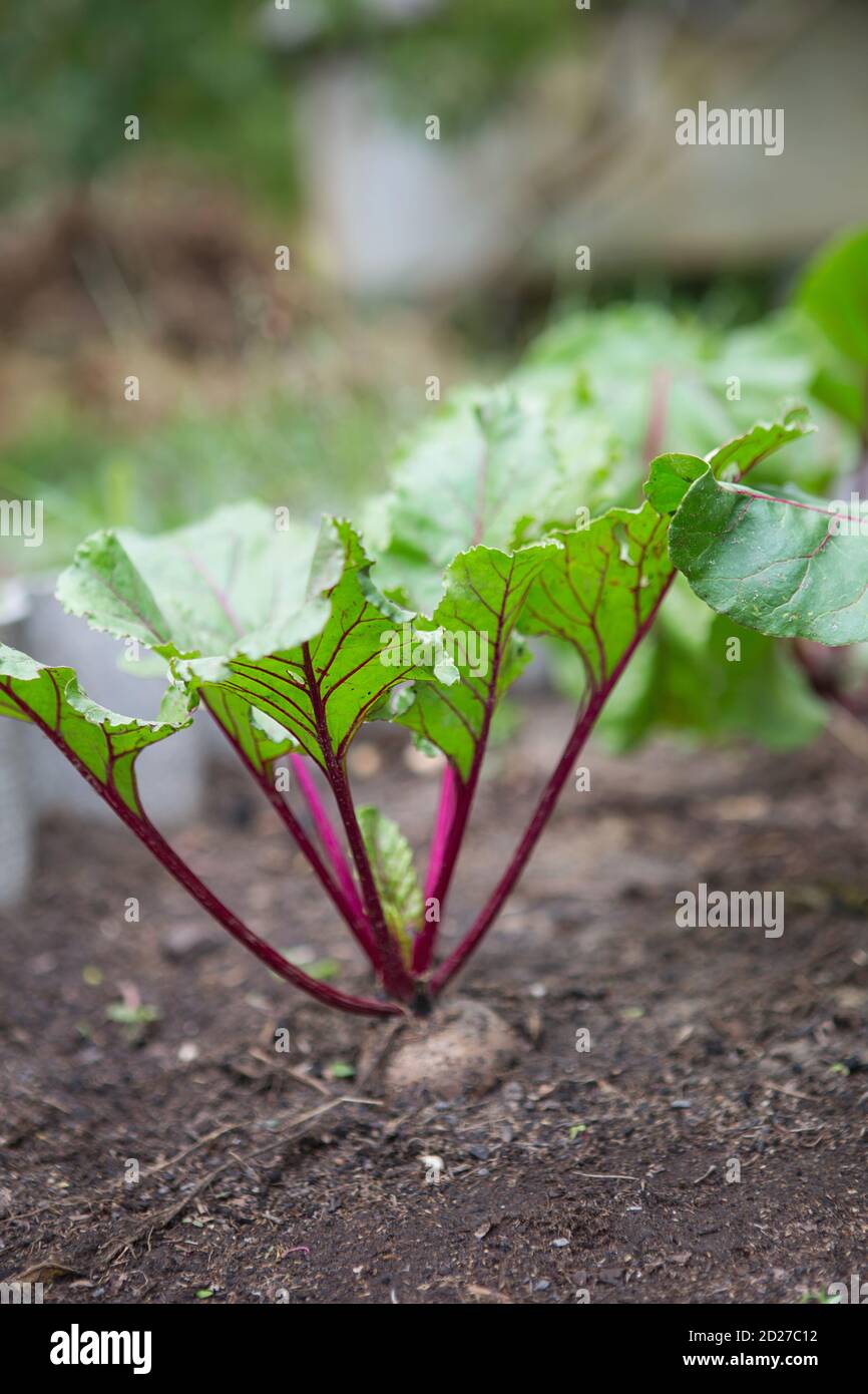 Leaves beta vulgaris roots hi-res stock photography and images - Alamy