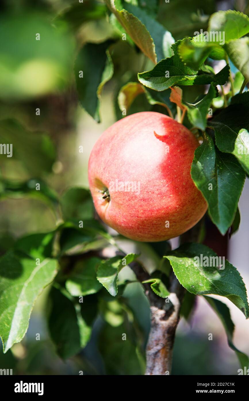 Ripe sweet apple fruits growing on a apple tree branch in orchard ...