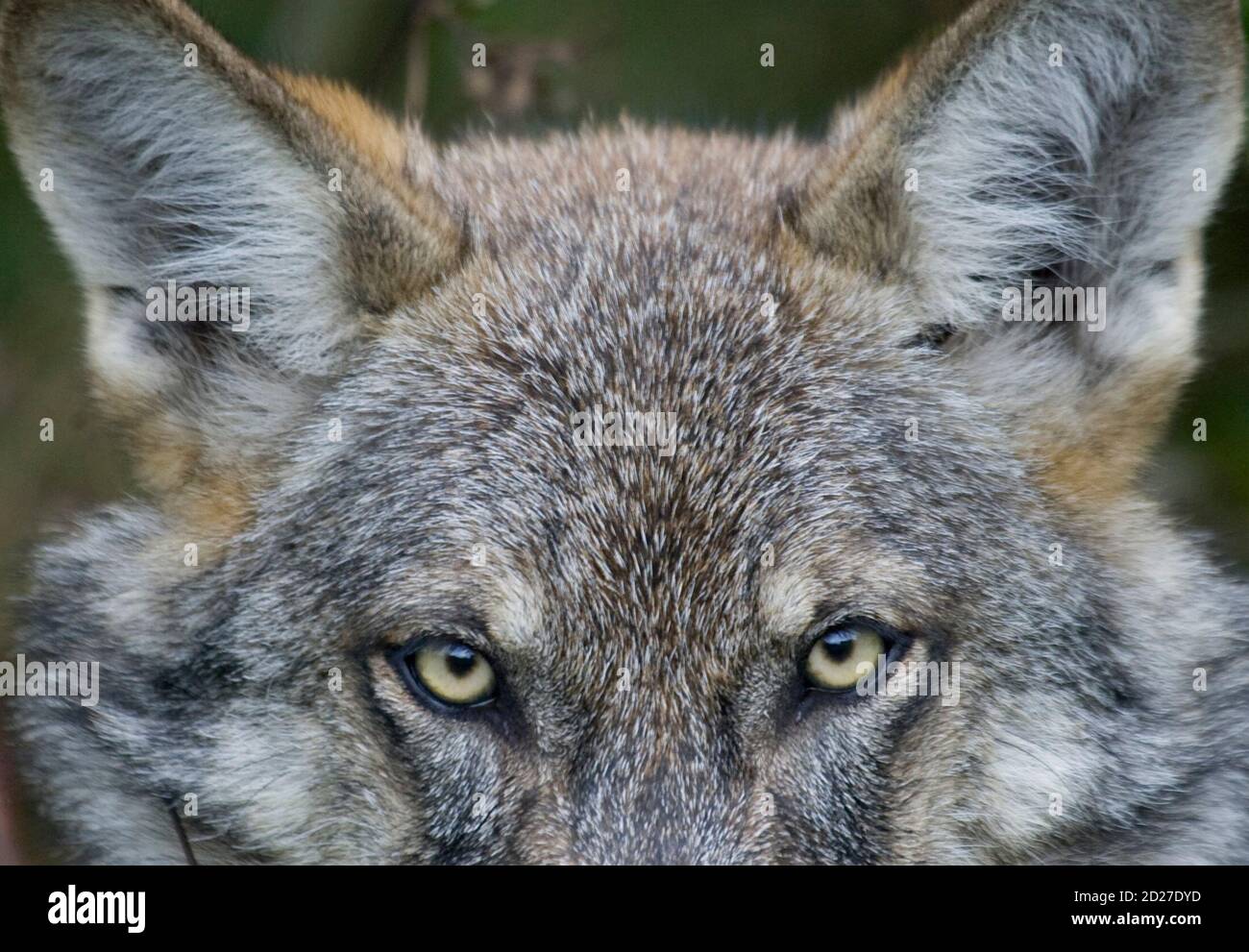 Tame wolf hi-res stock photography and images - Alamy