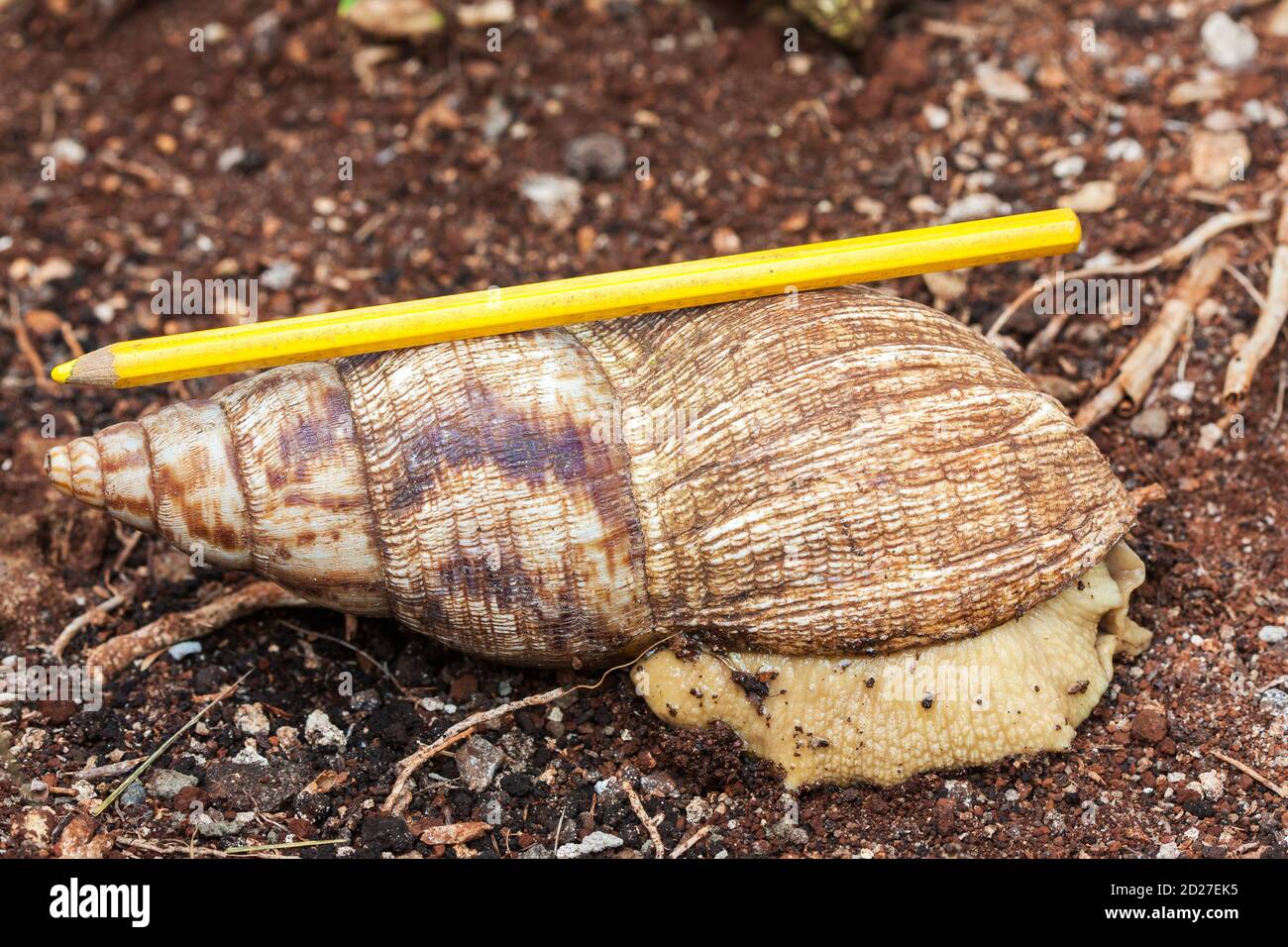 Achatina fulica - the giant African land snail with a yellow pencil on ...