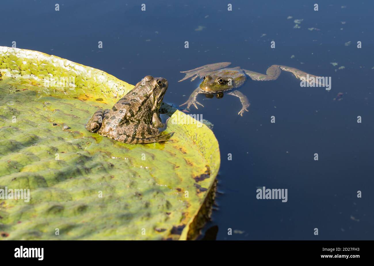 Two frogs in the pond communicate with each other Stock Photo - Alamy