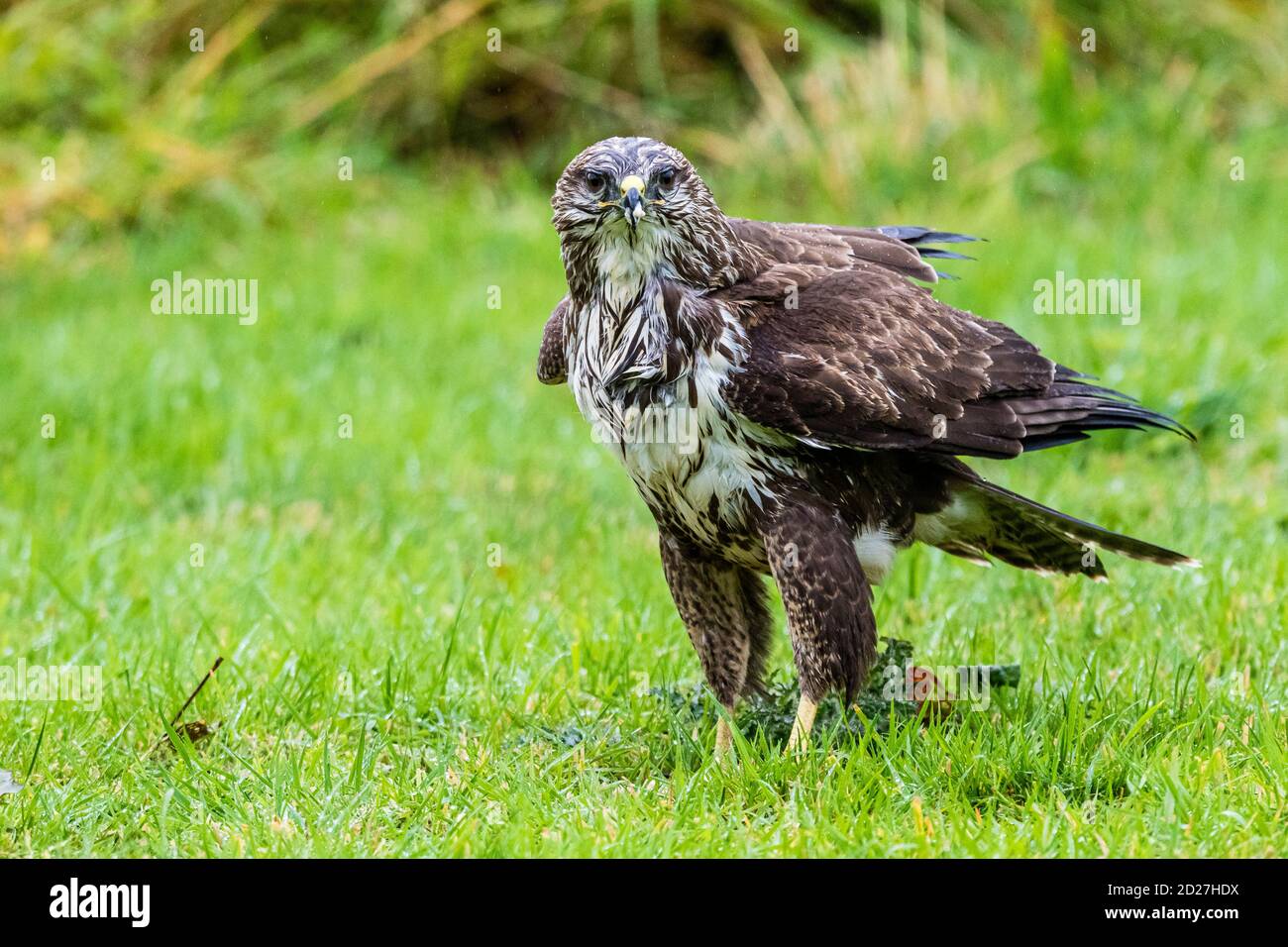Common buzzard foraging in the damp autumn in mid Wales Stock Photo - Alamy