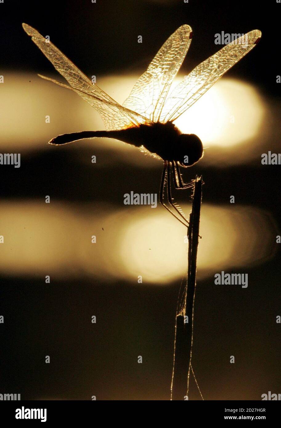 Indian dragonflies hi-res stock photography and images - Alamy