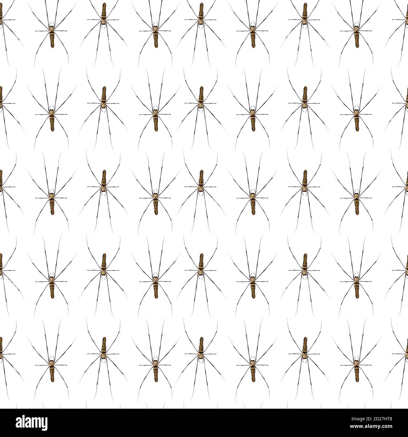 Giant Scary Spider Pattern Isolated on a white background Stock Photo ...
