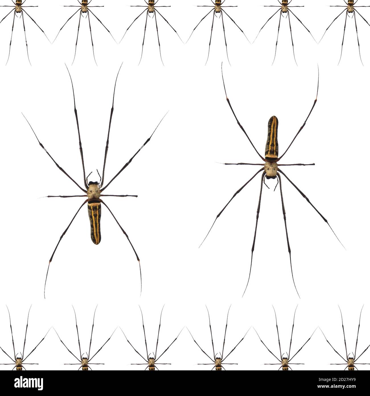 Spider web on autumn Cut Out Stock Images & Pictures - Alamy