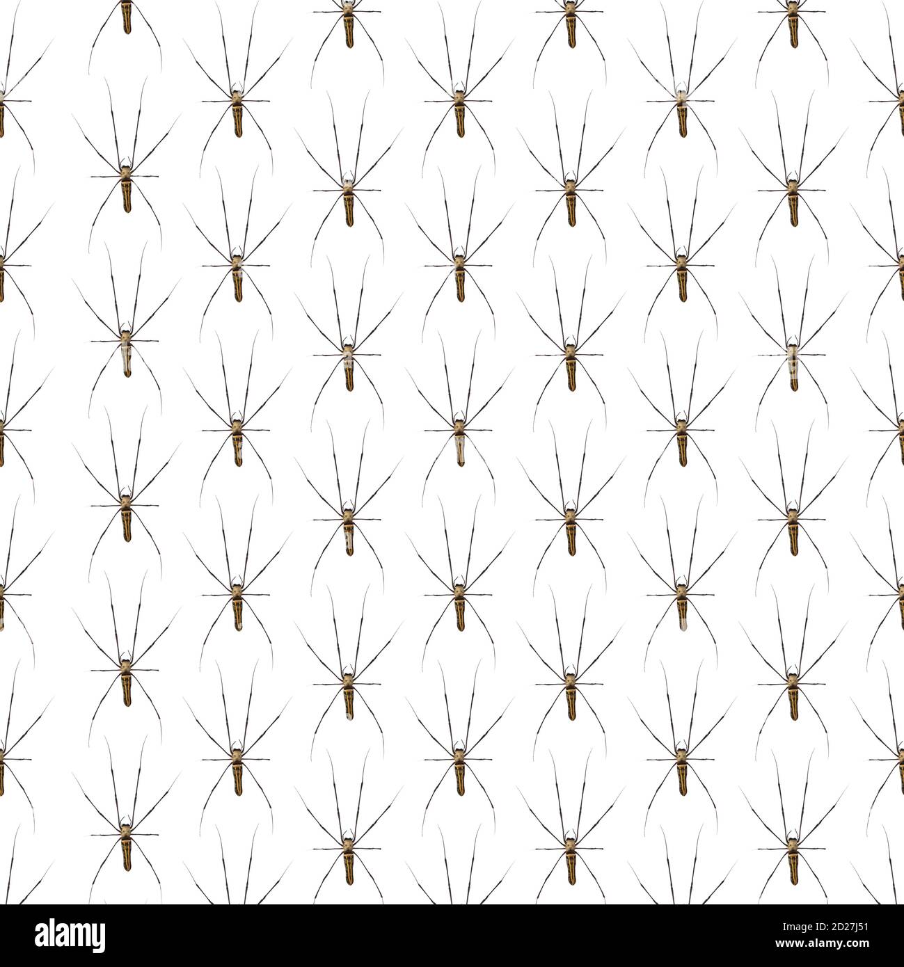 Giant Scary Spider Pattern Isolated on a white background Stock Photo ...