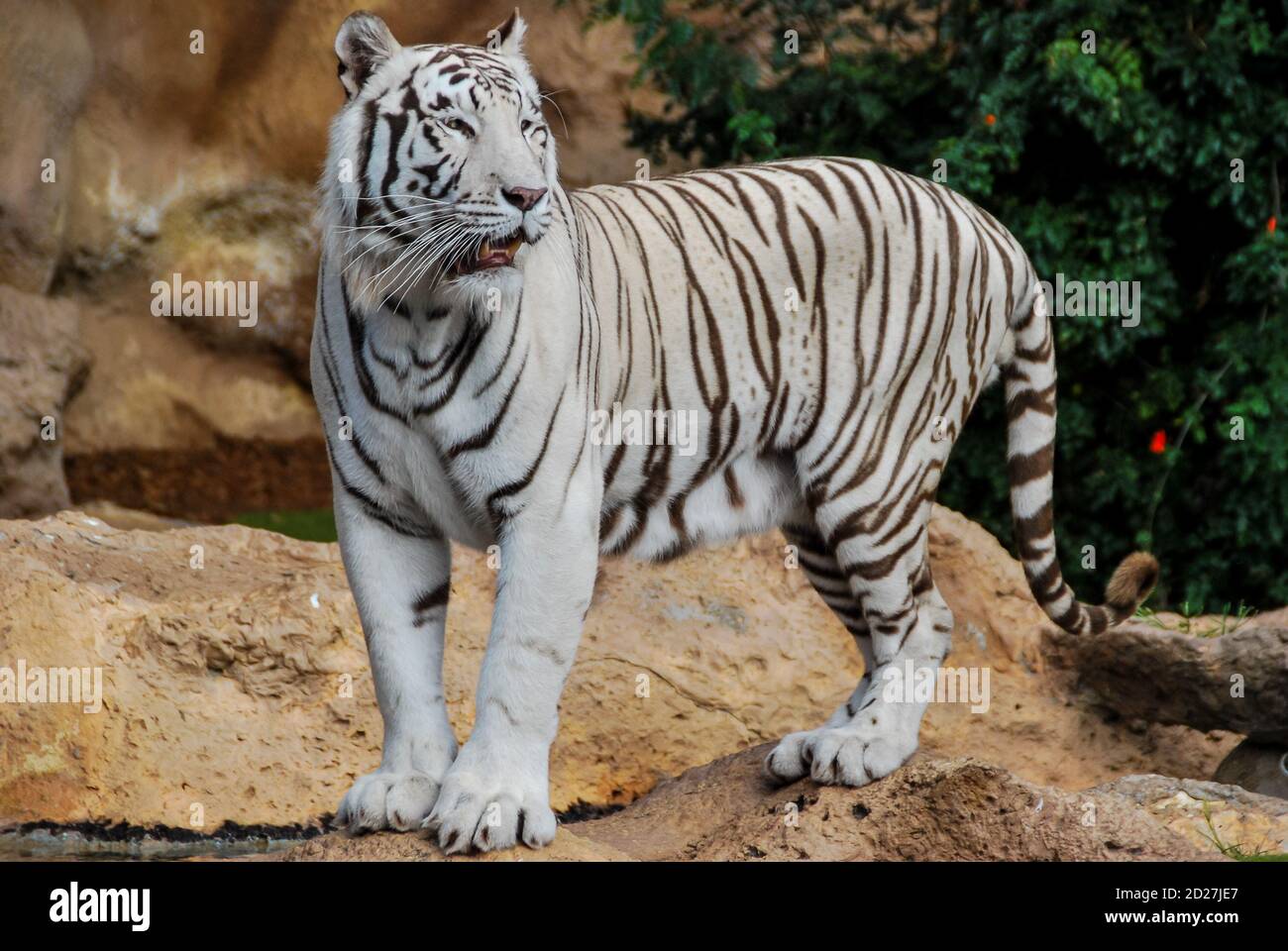 tiger in zoo, digital photo picture as a background Stock Photo - Alamy