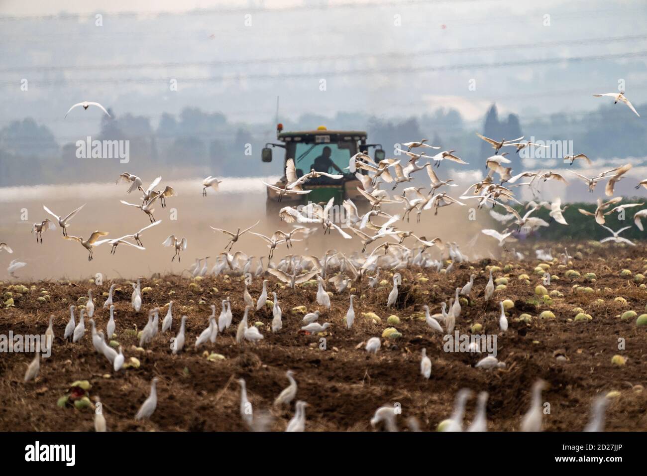 tractor plows a field and Cattle egret sideways between the ridges ...