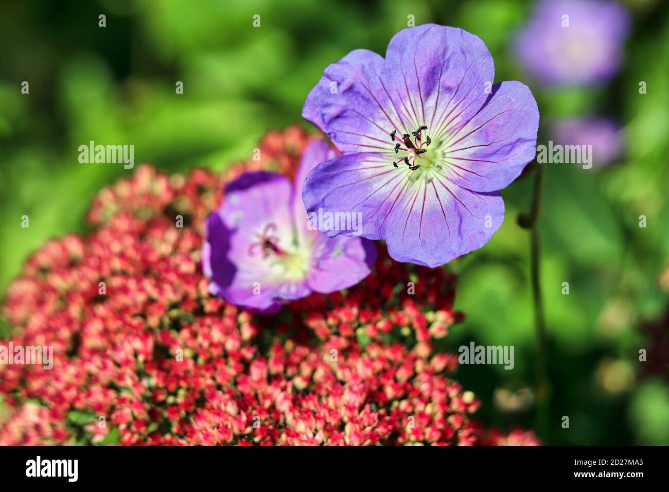 English garden flower hi-res stock photography and images - Alamy
