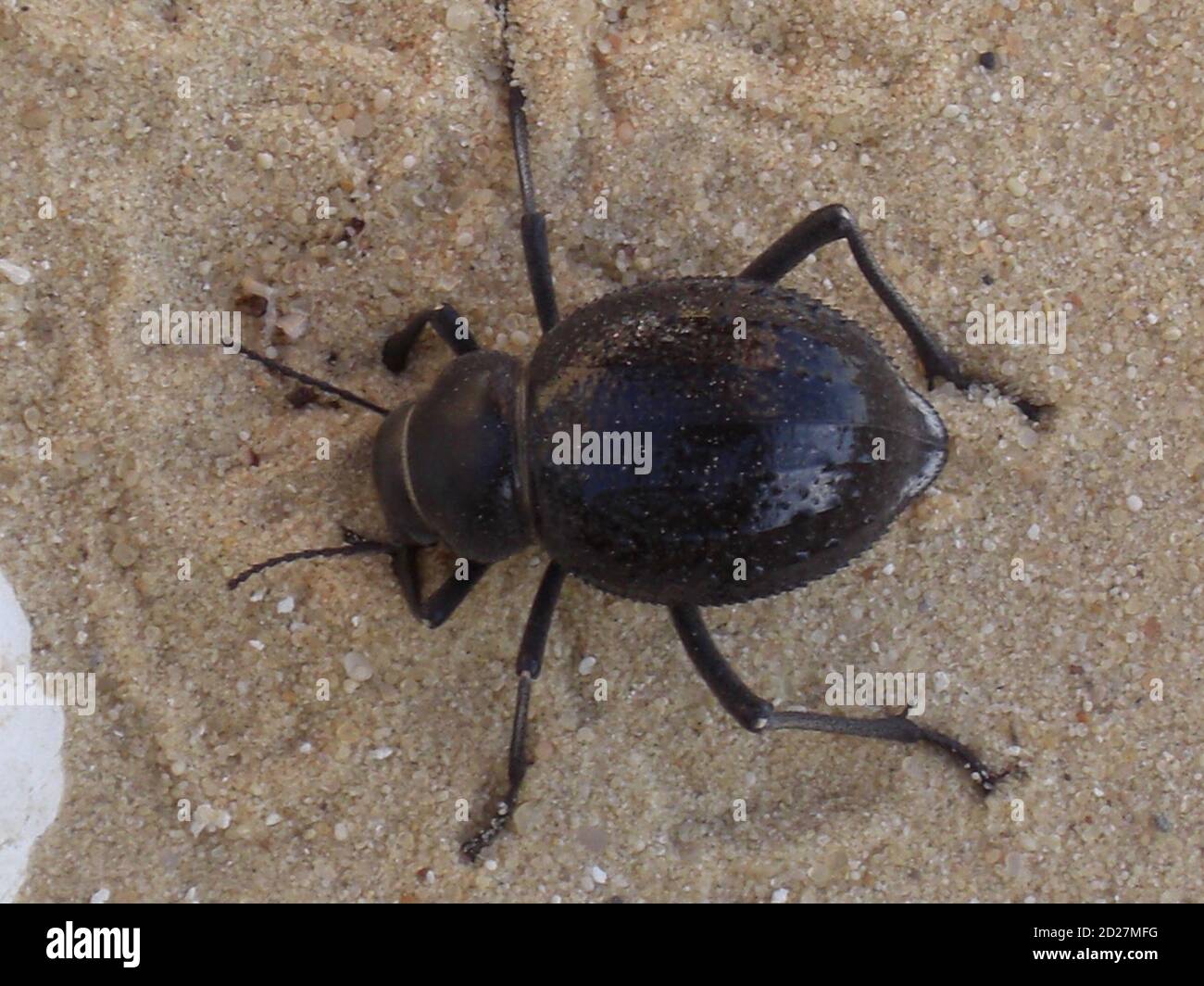 Scarabee hi-res stock photography and images - Alamy